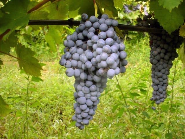 Croatina - Vitigni Italiani - Impeto diVino