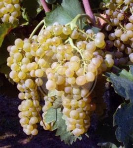 Trebbiano Toscano - Vitigni Italiani - Impeto diVino