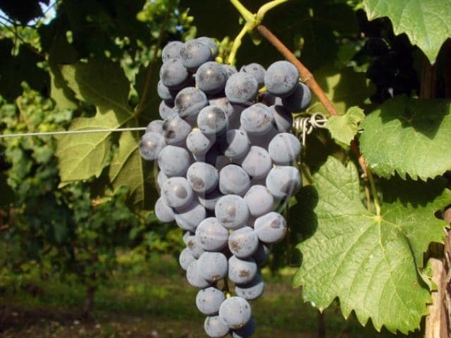 Uva rara | Vitigni Italiani | Impeto diVino